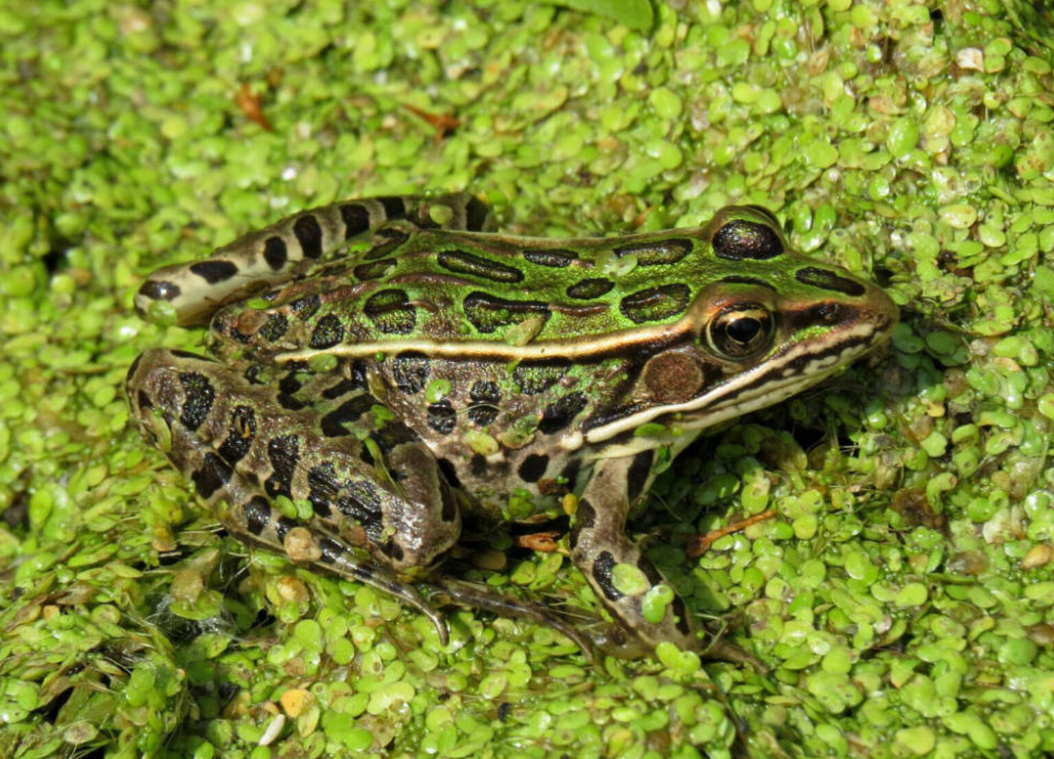 Amphibians | Canadian Species Initiative