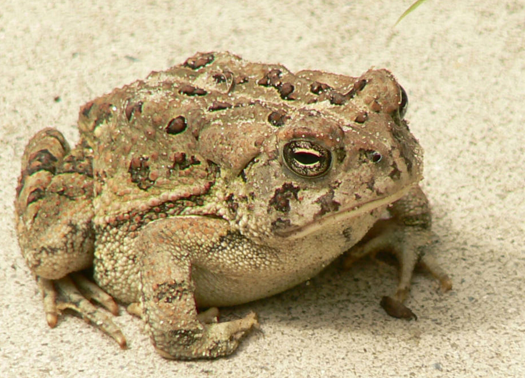 Amphibians | Canadian Species Initiative