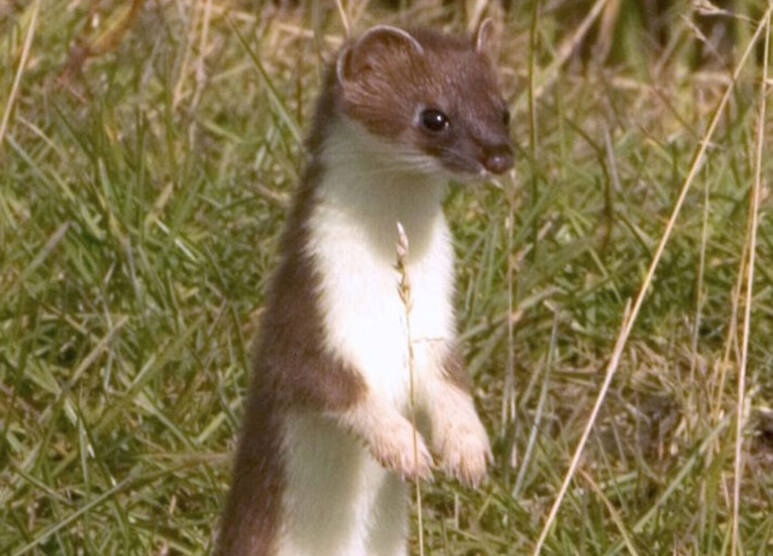 Mammals | Canadian Species Initiative