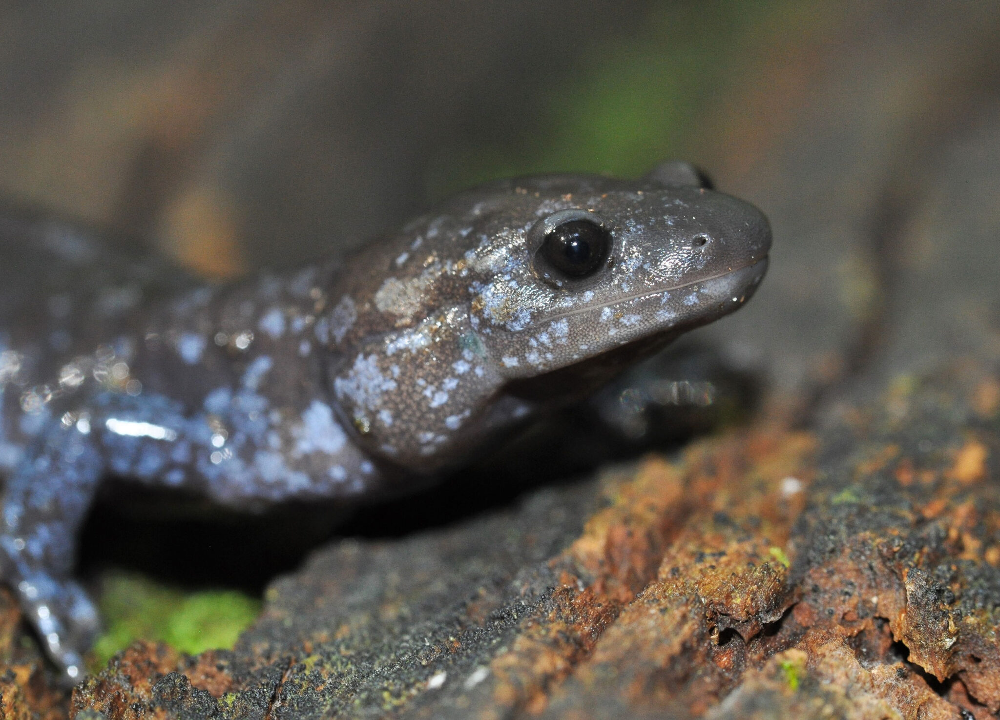 Amphibians | Canadian Species Initiative