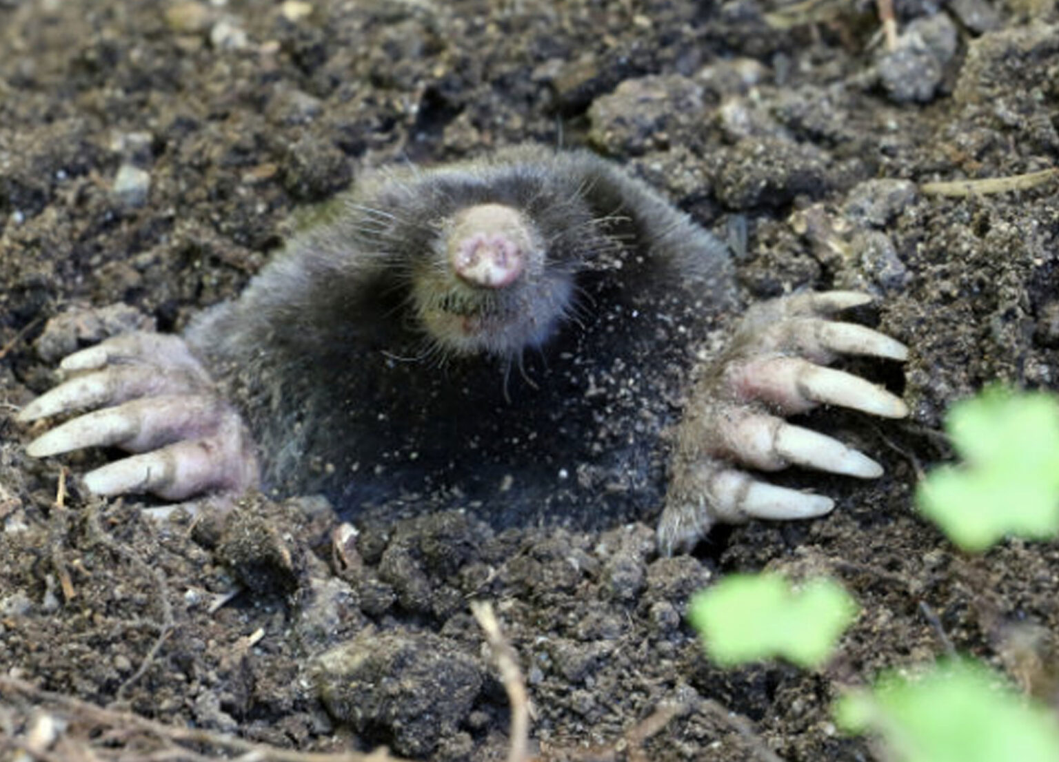 Mammals | Canadian Species Initiative