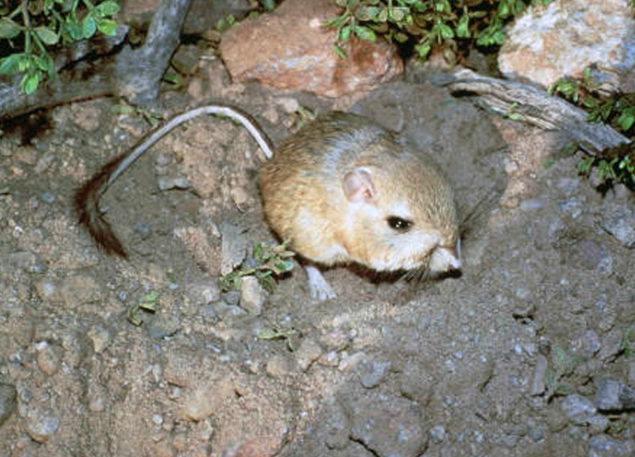 Mammals | Canadian Species Initiative