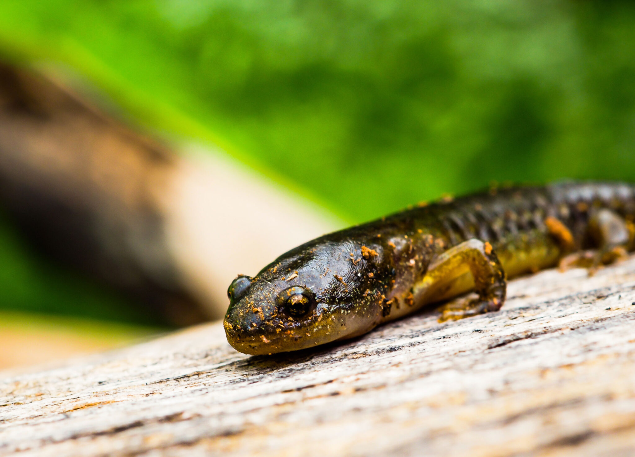Amphibians | Canadian Species Initiative