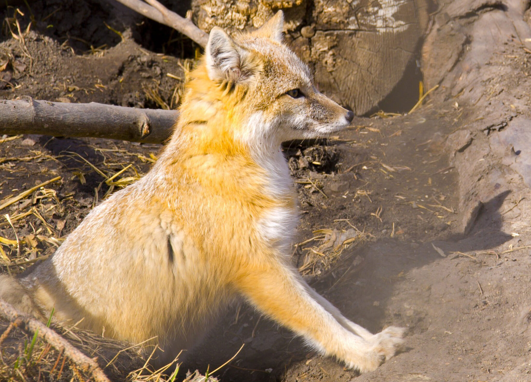 Mammals | Canadian Species Initiative