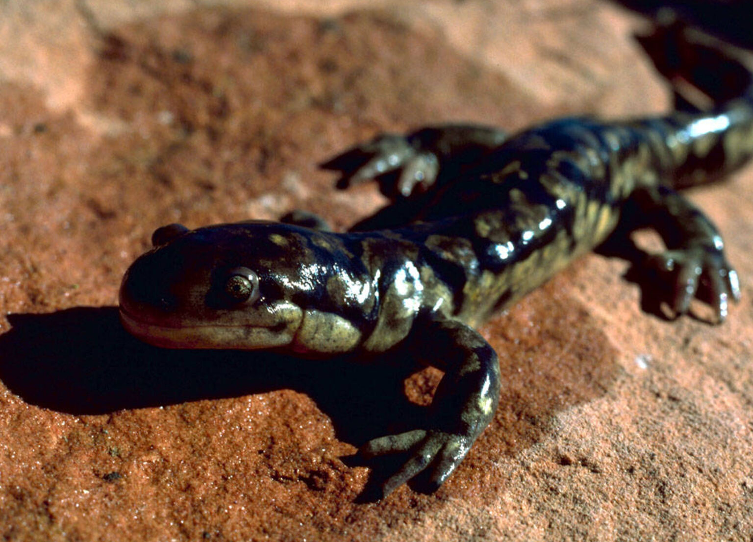 Amphibians | Canadian Species Initiative